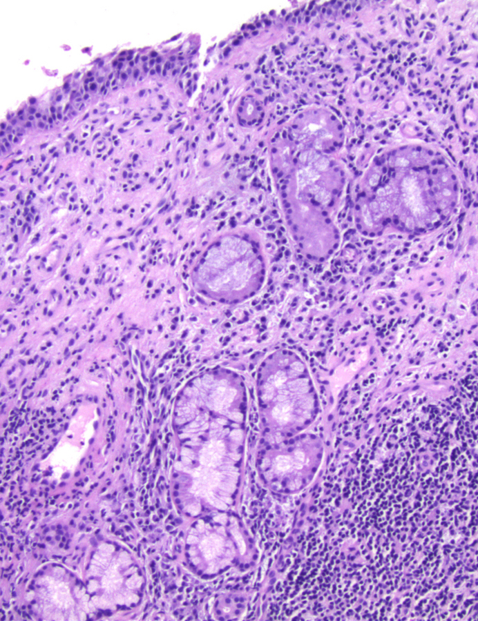 Free CE - American Association of Pathologists' Assistants (AAPA)