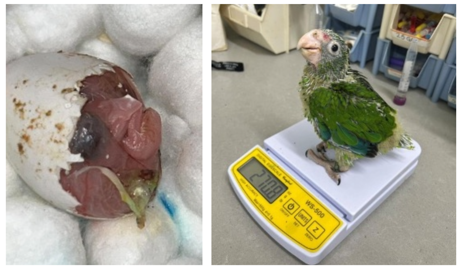 Iguaca - The Puerto Rican Amazon (Amazona vittata) - Symbol of ...