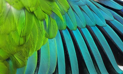 Iguaca - The Puerto Rican Amazon (Amazona vittata) - Symbol of ...