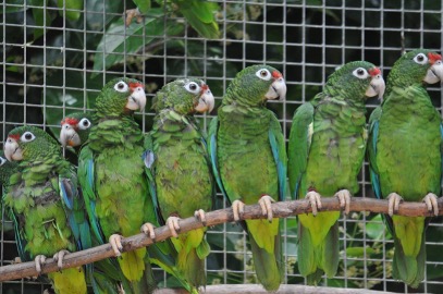 Iguaca - The Puerto Rican Amazon (Amazona vittata) - Symbol of ...