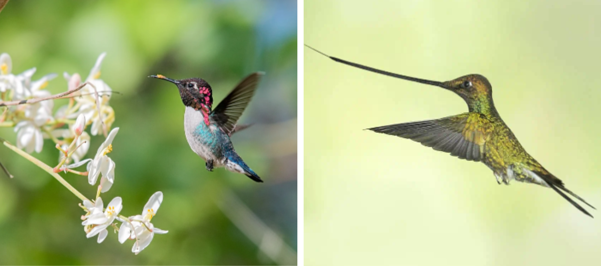 Happy Spring, Bird Lovers! - Association of Avian Veterinarians