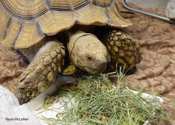 November Herp Blerp - Association of Reptile and Amphibian Veterinarians