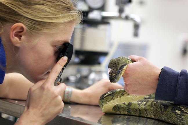 August Herp Blerp - Association of Reptile and Amphibian Veterinarians