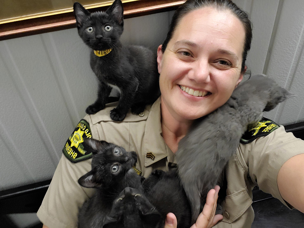 Cat Programs Library - California Animal Welfare Association