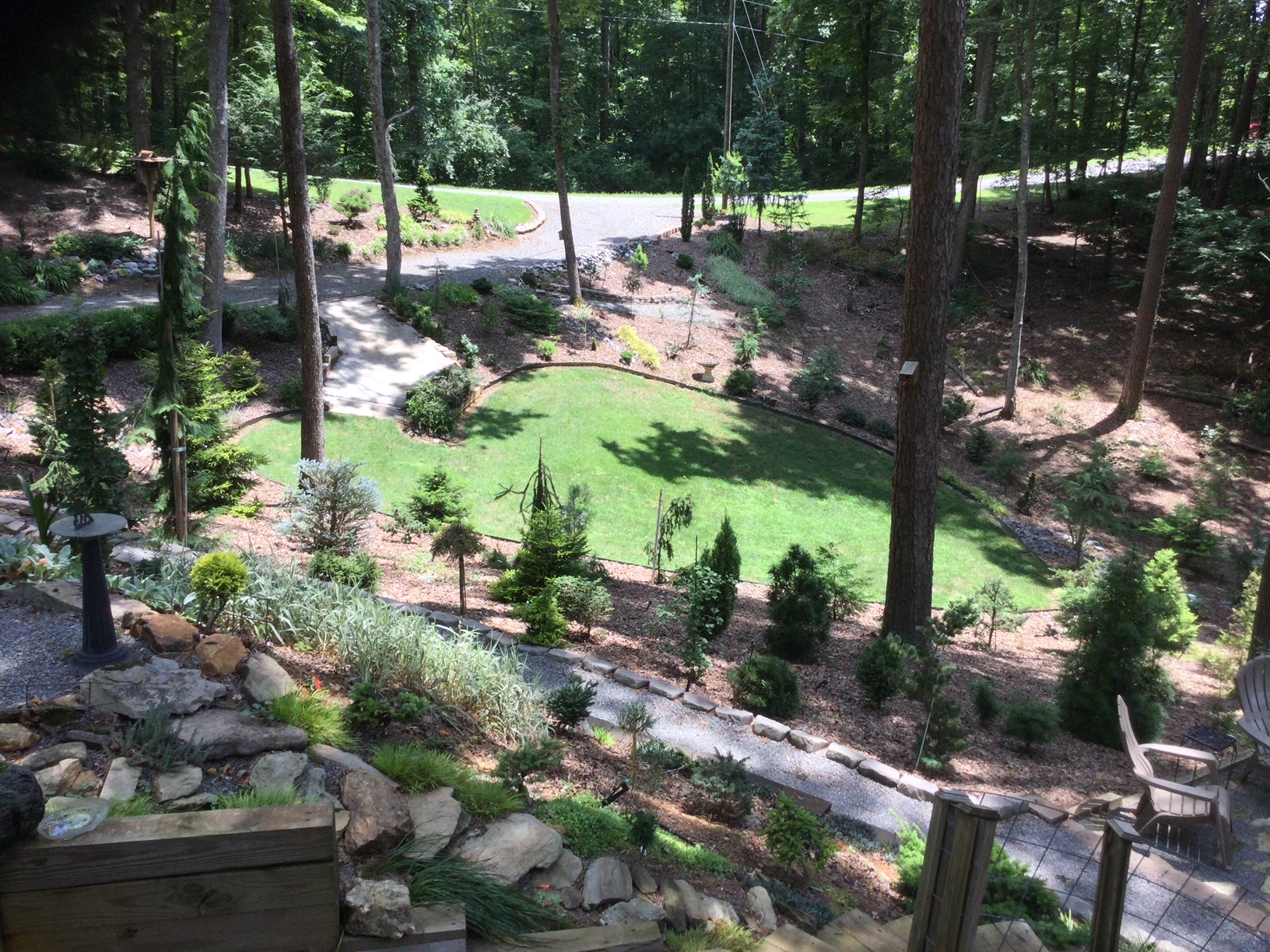 American Conifer Society