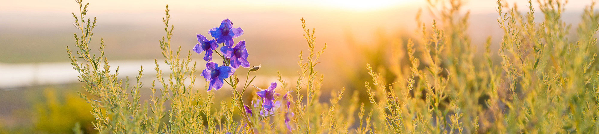 Call for Afternoon Sessions at SYTAR 2024 - International Association ...