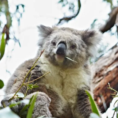 ISBER 2024 Annual Meeting - ISBER