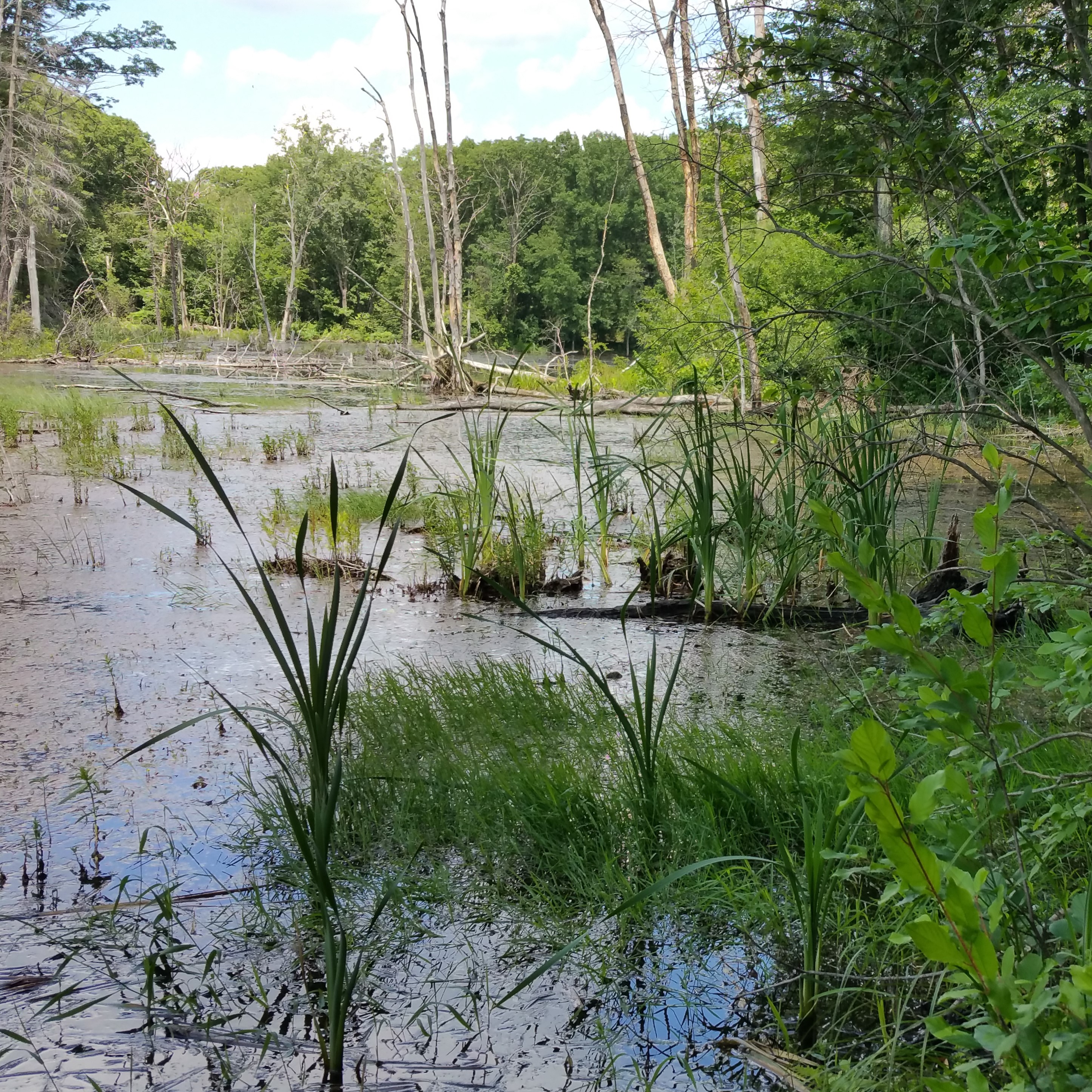 Massachusetts Association of Conservation Commissions