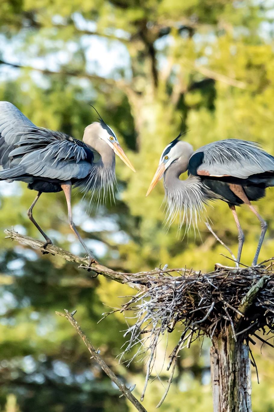 Massachusetts Association of Conservation Commissions