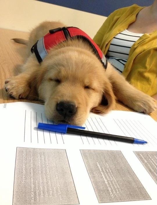 Service and Assistance Animals