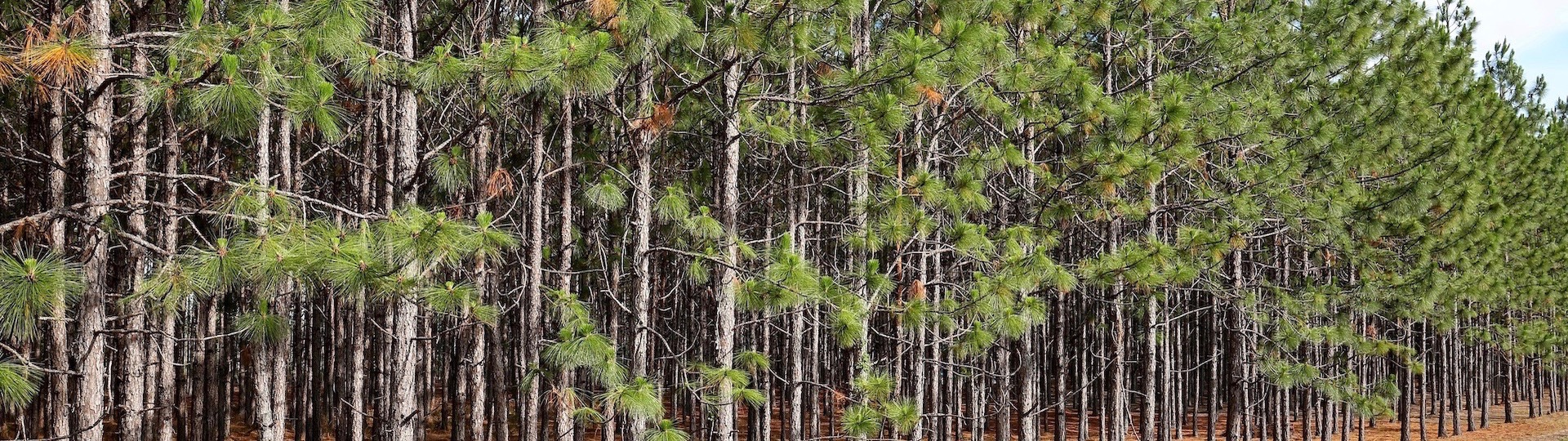 Mississippi Forestry Association