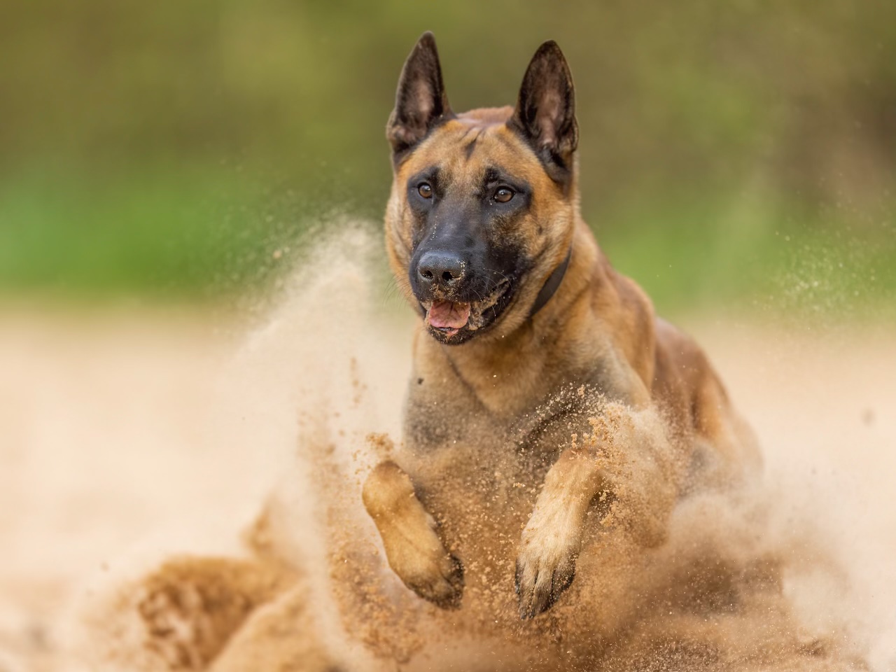 When in Doubt, Throttle Out - National Association of Dog Obedience ...