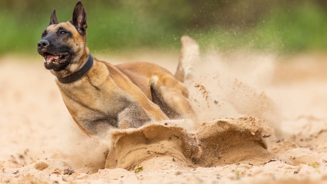 When in Doubt, Throttle Out - National Association of Dog Obedience ...