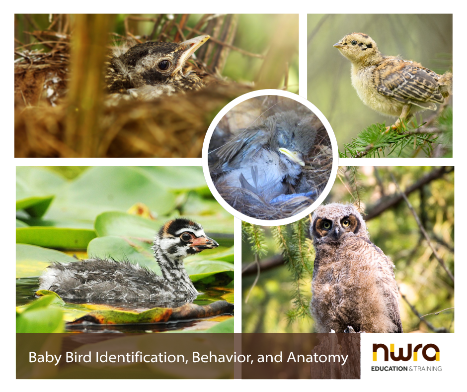 Baby Bird Identification, Behavior, and Anatomy Courses