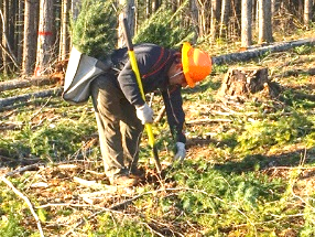 Forest Tree Seedlings Available - Associated Oregon Loggers, Inc.