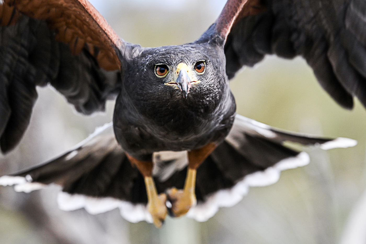 Nature Study Group Member