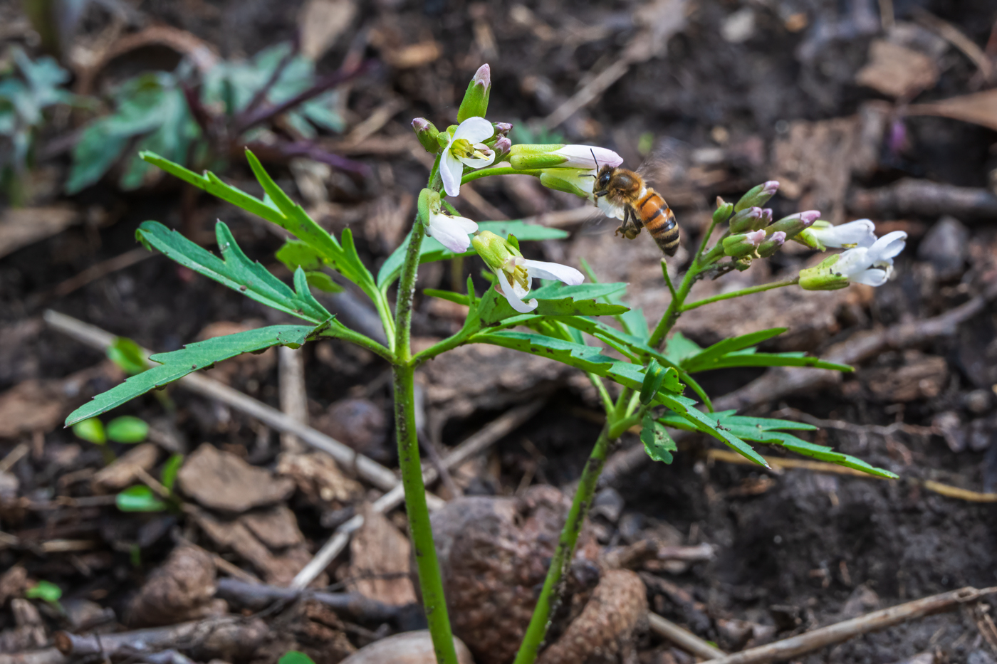 Nature Study Group Member