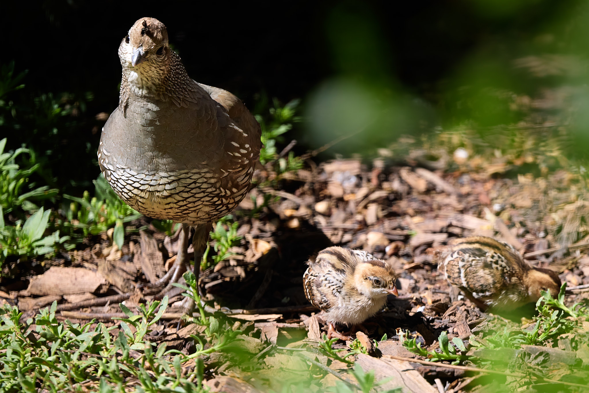 Nature Study Group Member
