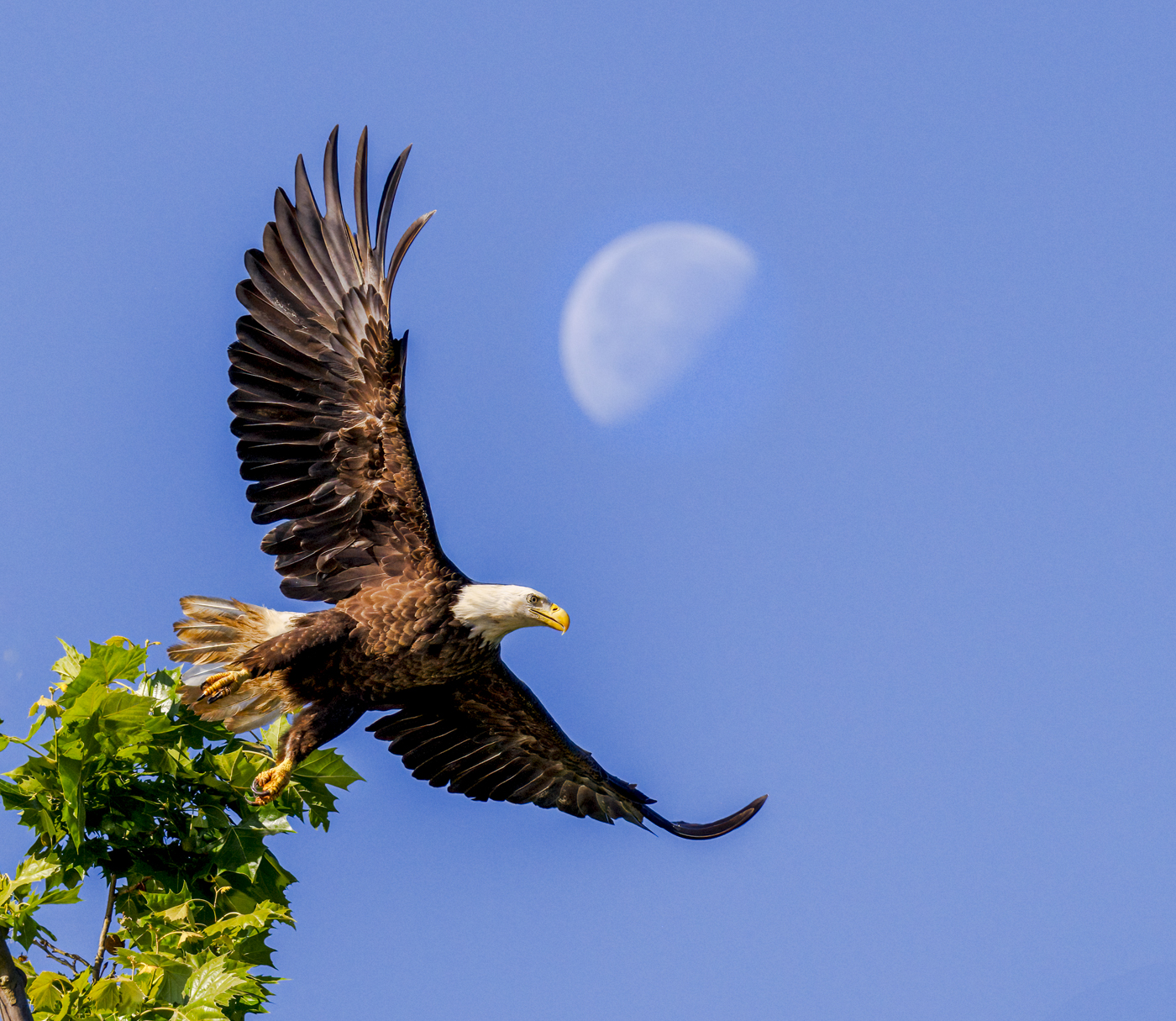 Nature Study Group Member