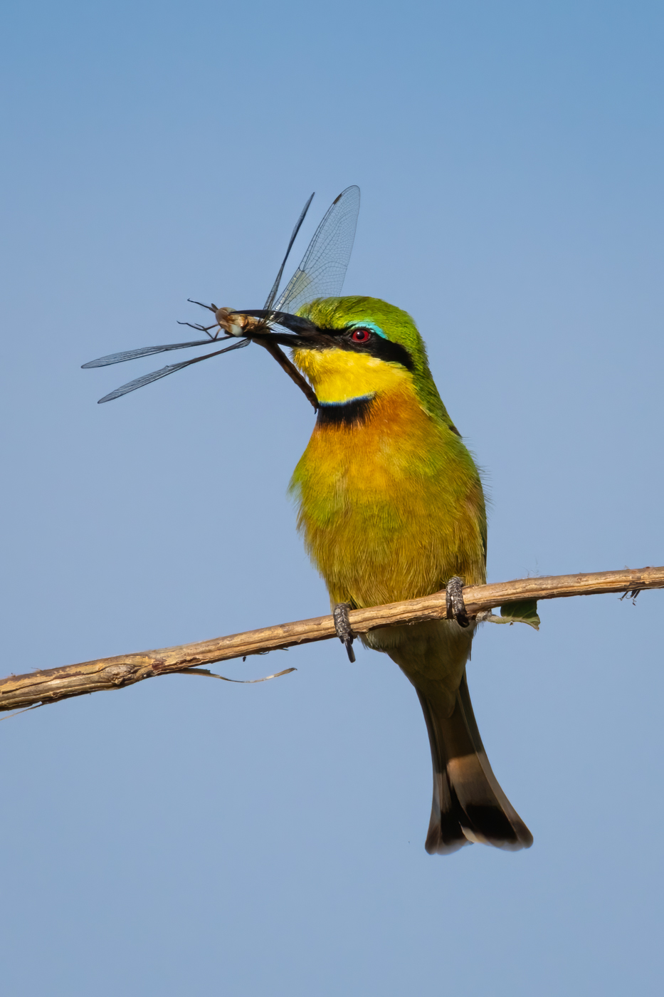 Nature Study Group Member
