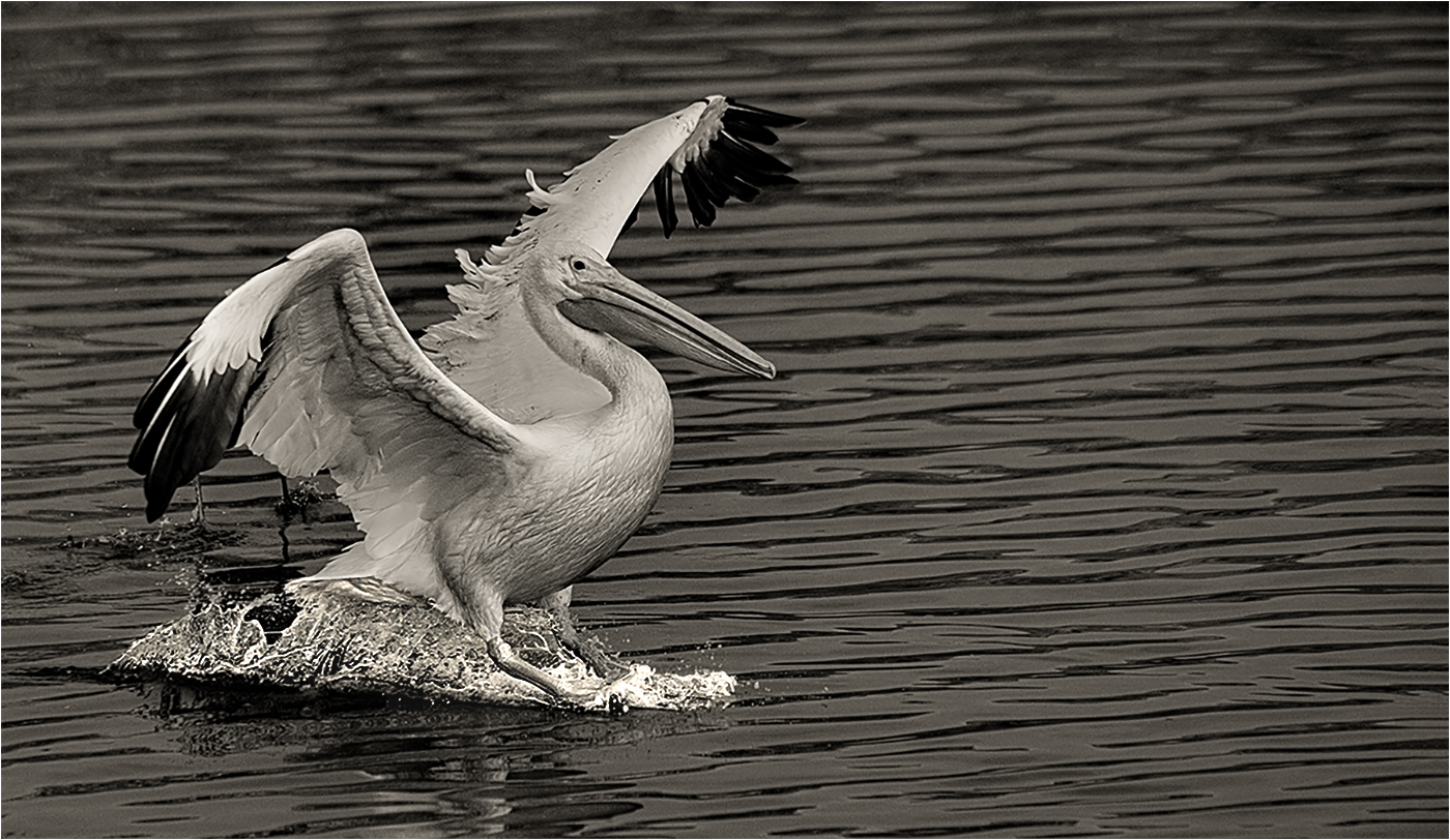 Nature Study Group Member