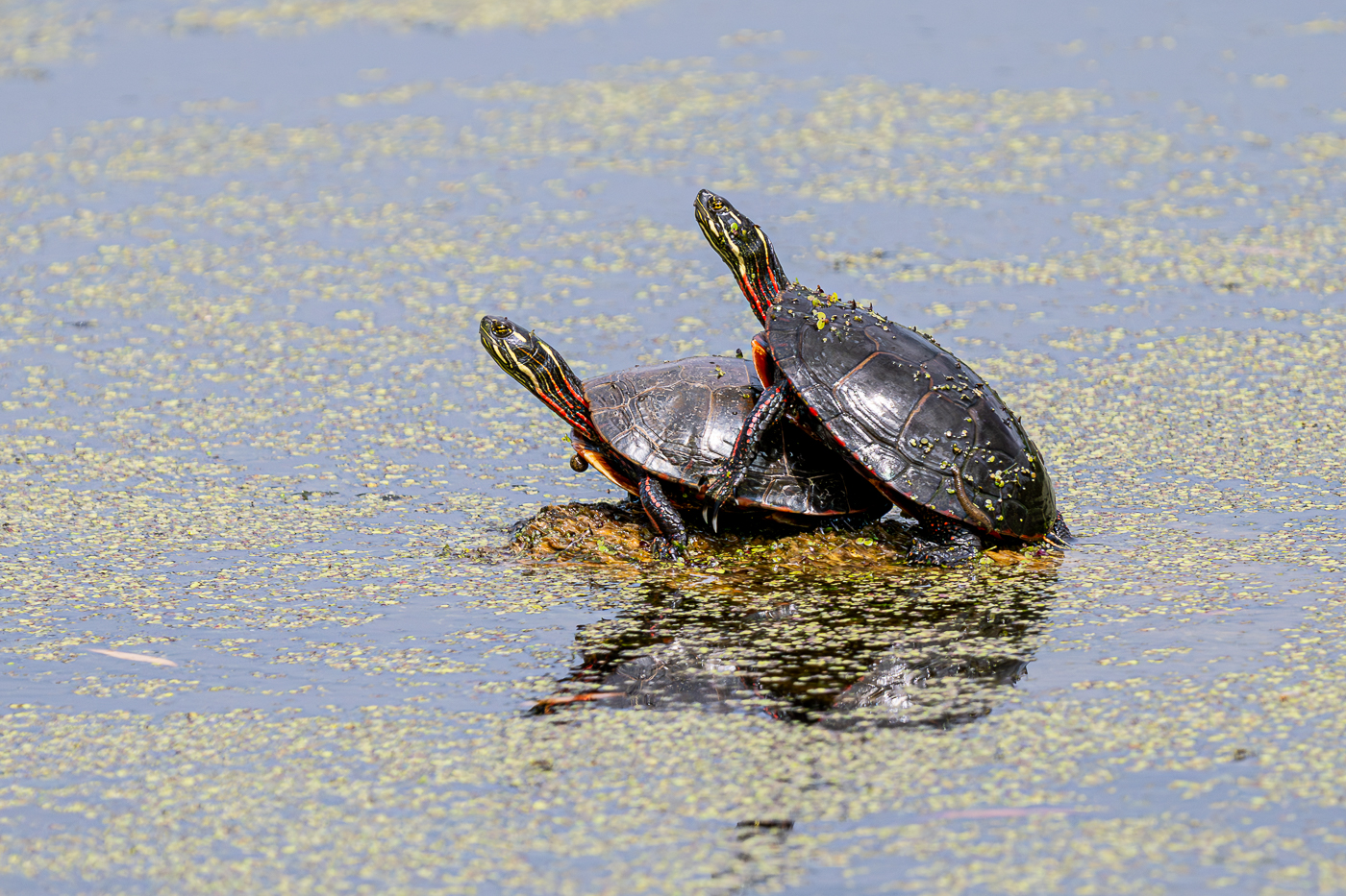 Nature Study Group Member