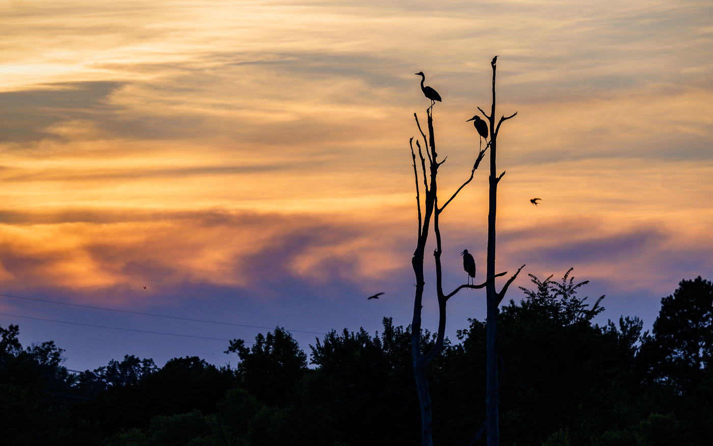 Nature Study Group Member