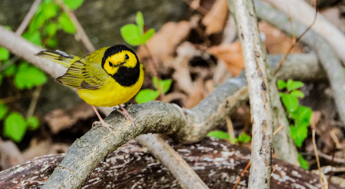 Nature Study Group Member