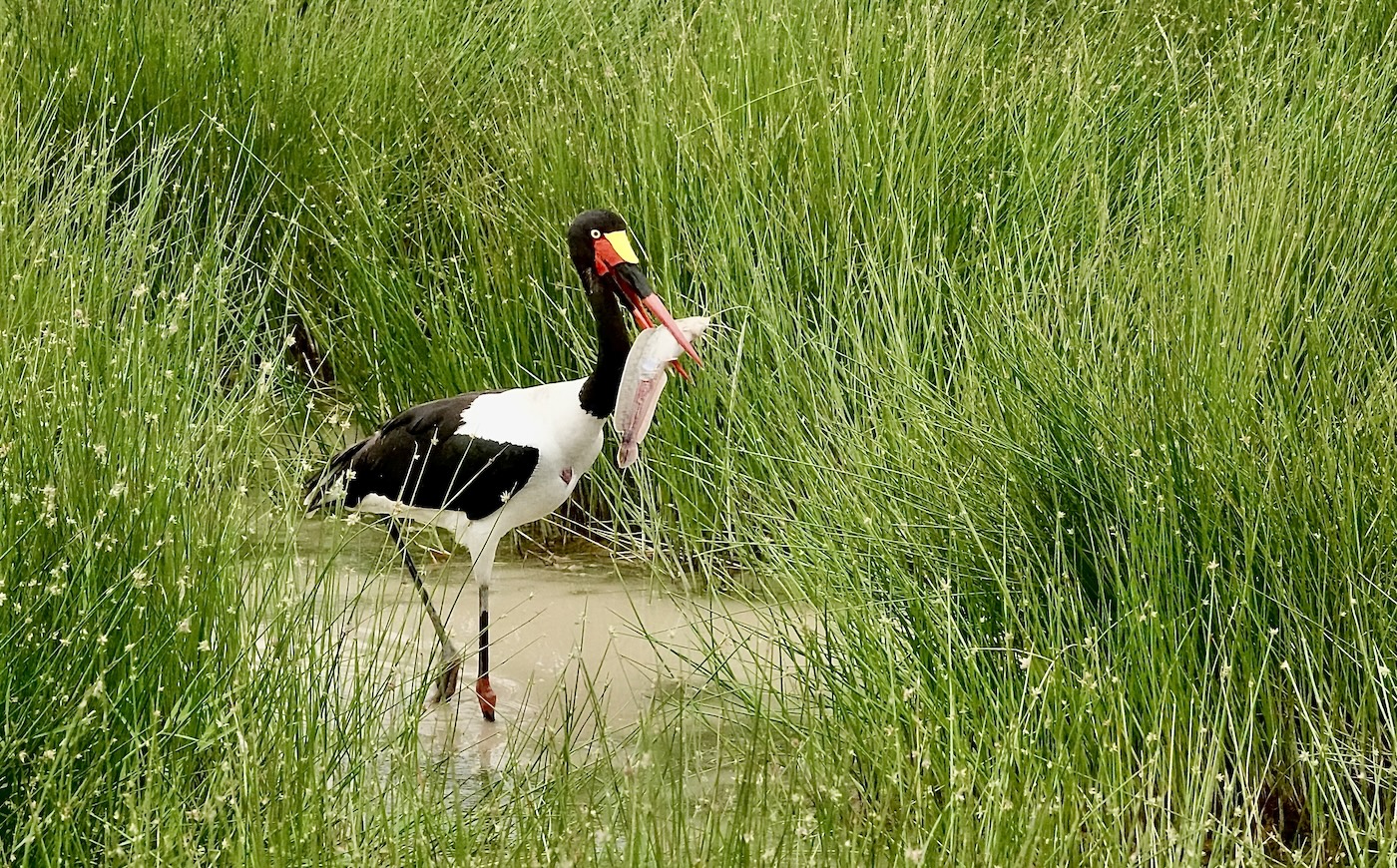 Nature Study Group Member