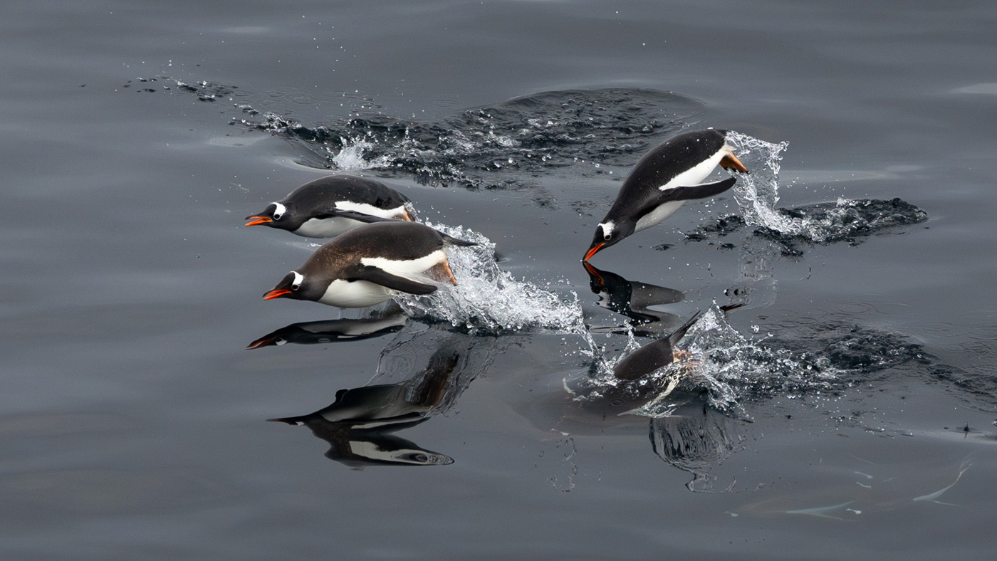 Nature Study Group Member
