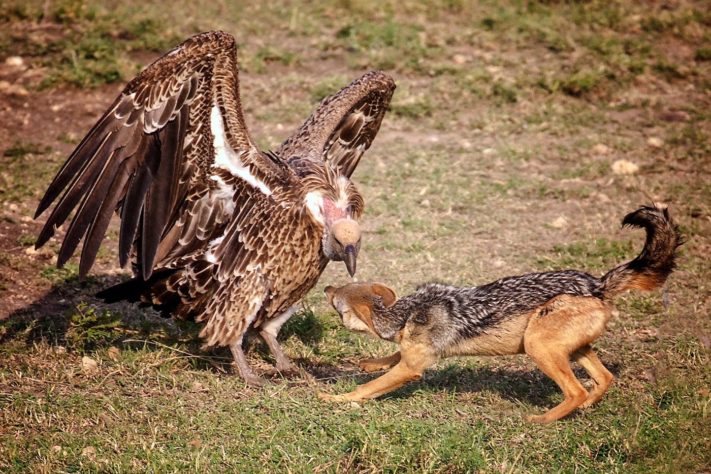 Nature Study Group Member