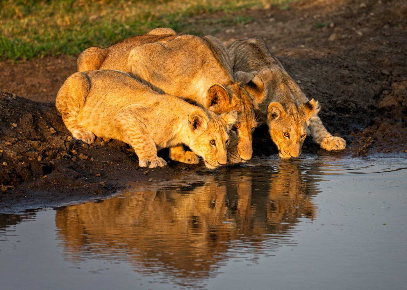 Nature Study Group Member