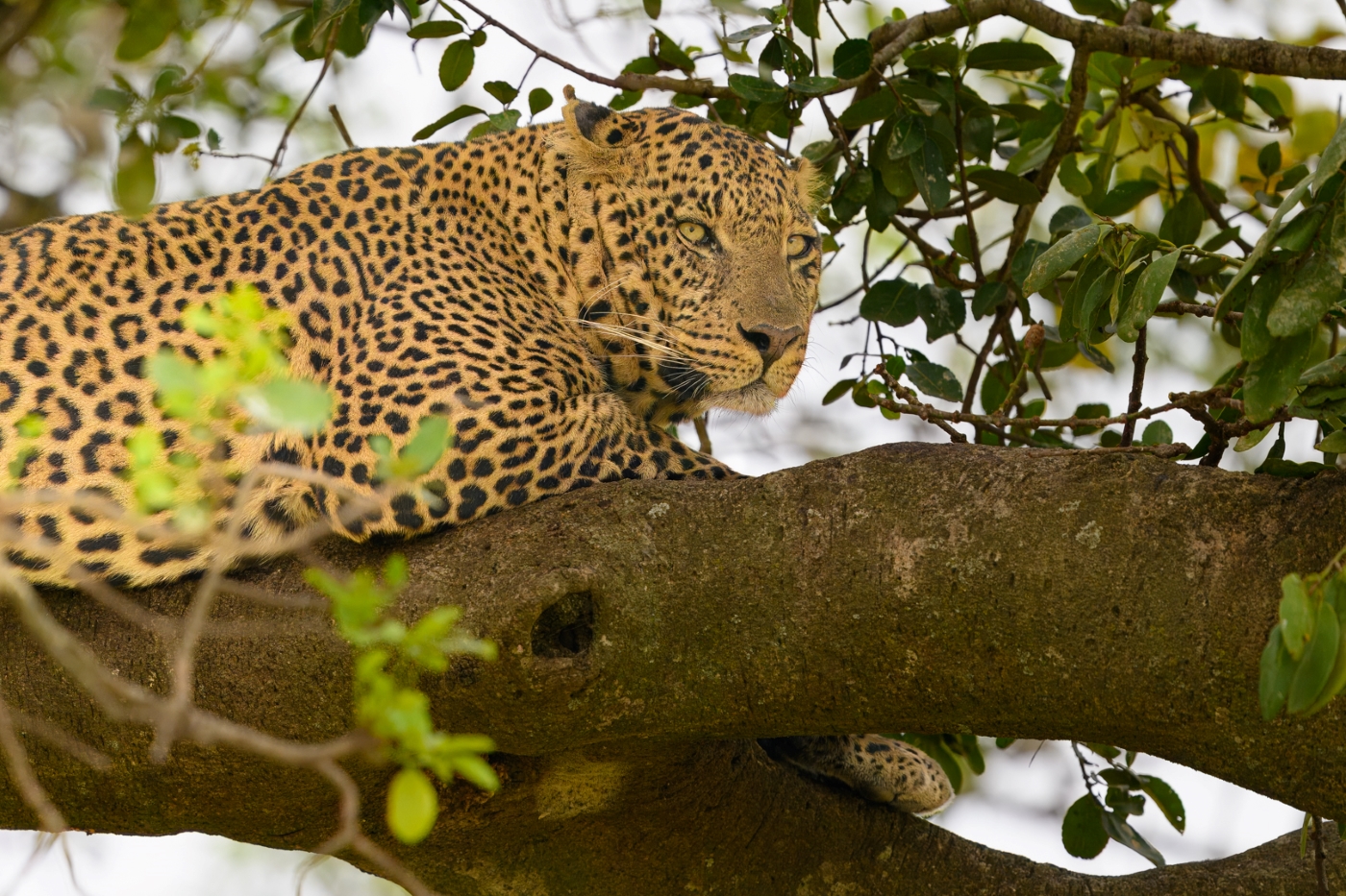 Nature Study Group Member