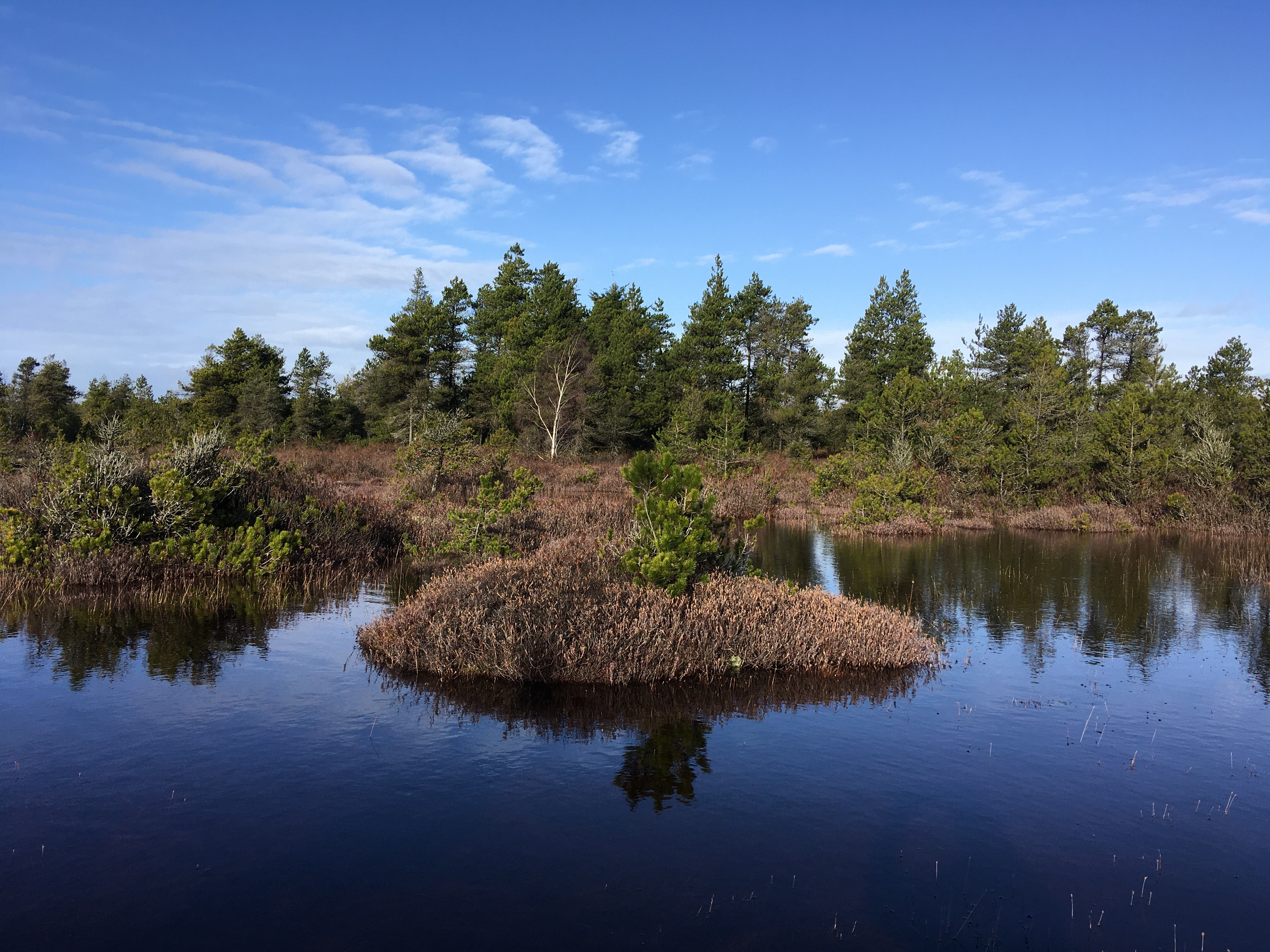 Ecohydrological Restoration of Burns Bog - Society for Ecological ...