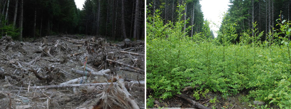 Updates from SER's Natural Regeneration Network and the Large-Scale ...