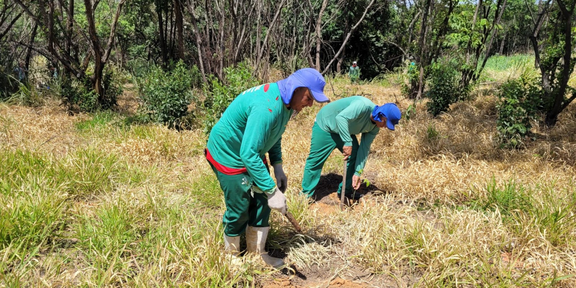 Planting the Future: SOS Mata Atlântica Leads an Urban Forest ...