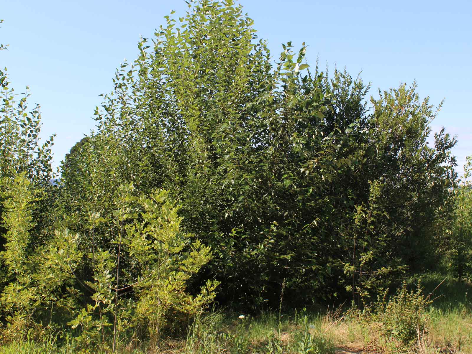 Restoring Herbert Farm & Natural Area - Society for Ecological Restoration