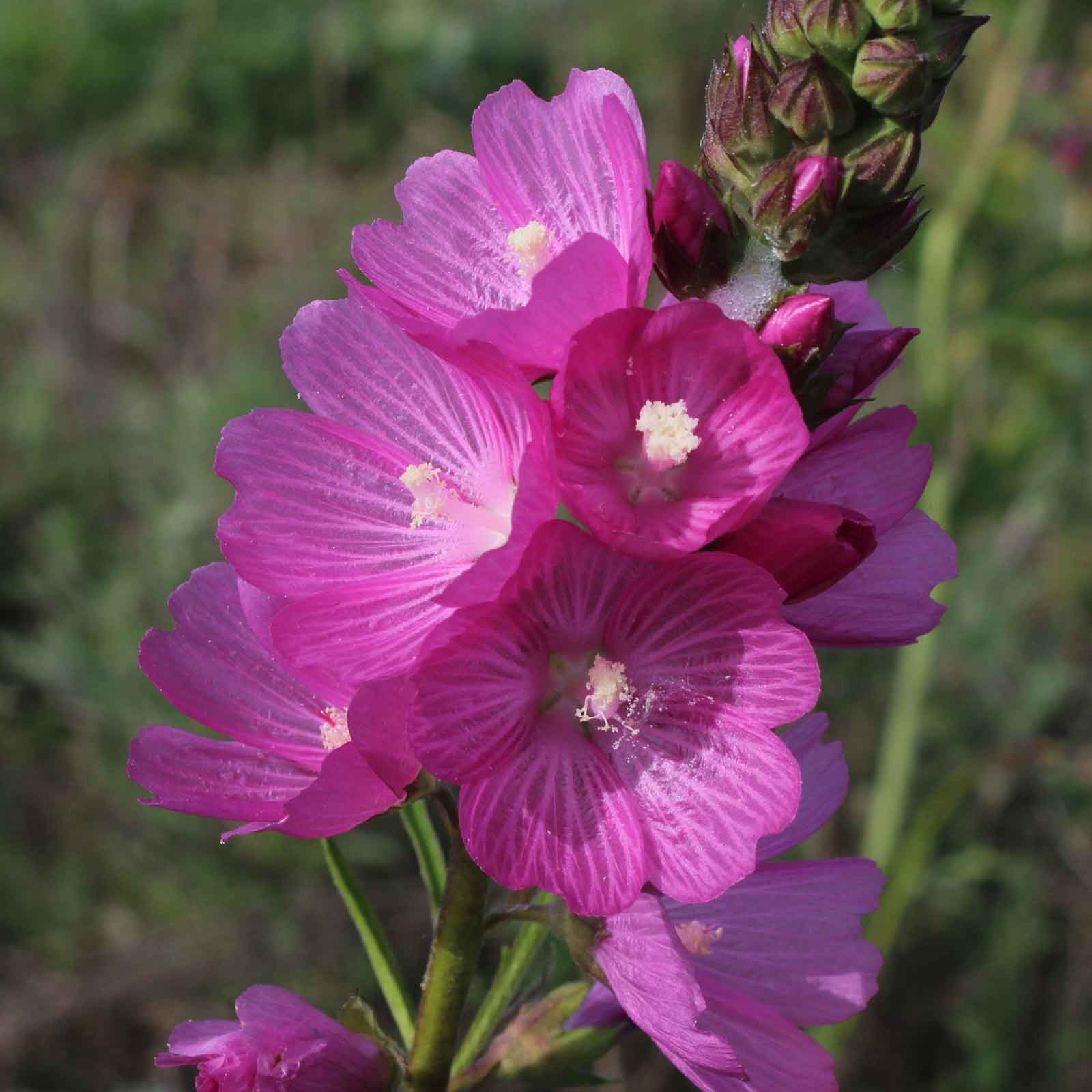 Restoring Herbert Farm & Natural Area - Society for Ecological Restoration