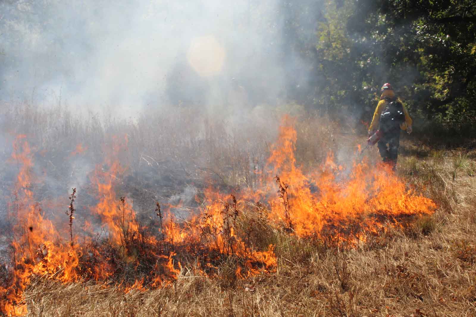Restoring Herbert Farm & Natural Area - Society for Ecological Restoration