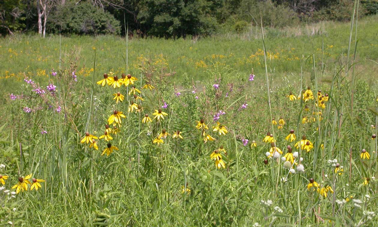 A Practioner’s Journey of Tallgrass Prairie Restoration - Society for ...