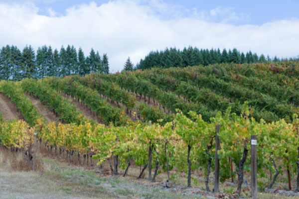 Strategic Economic Development Corporation