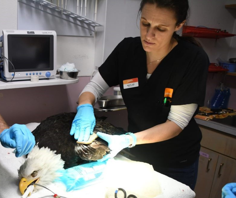 Principles of Wildlife Rehabilitation: Basic Skills